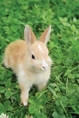 Rabbit Facts That Will Pique Your Interest - Grit